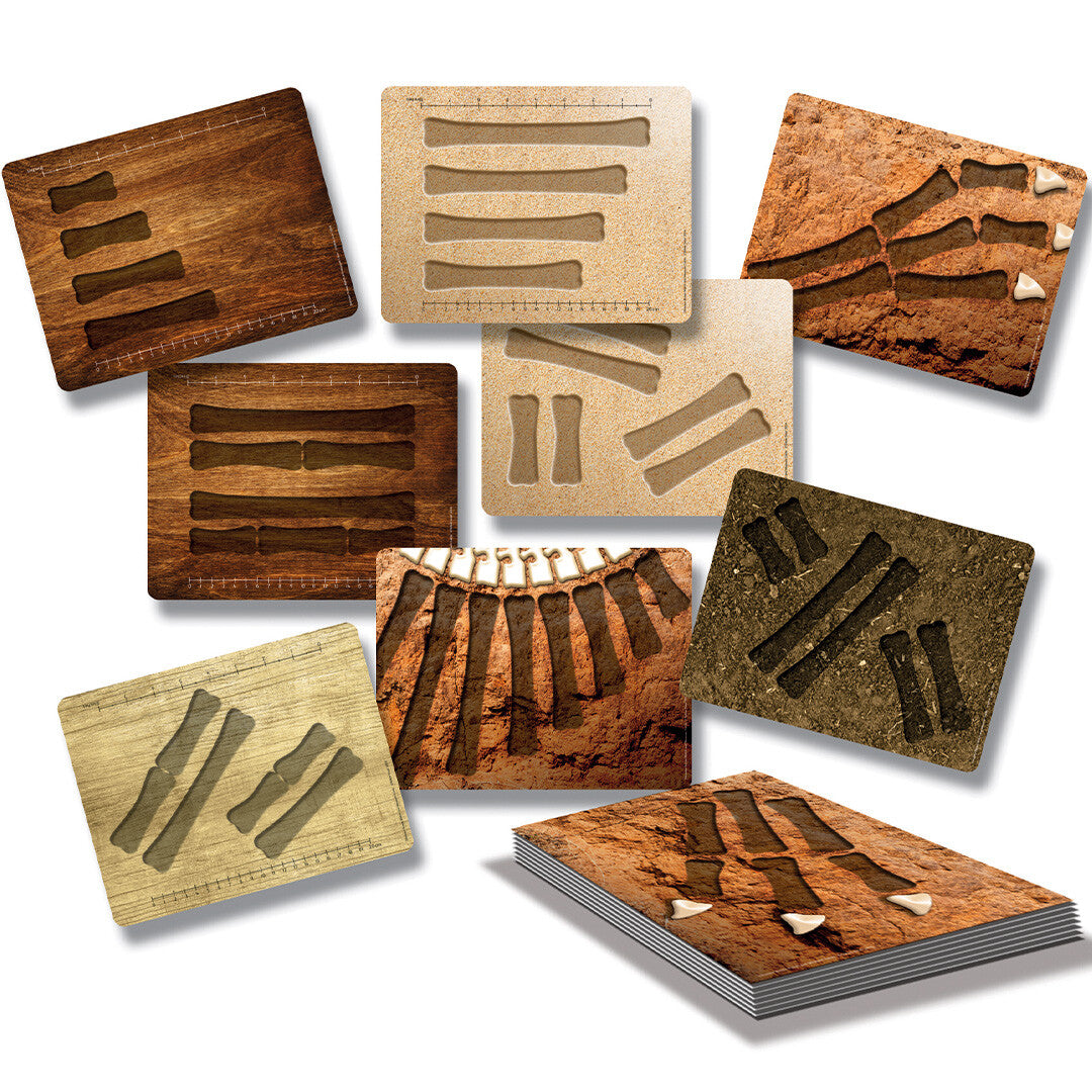 Yellow door activiteitenkaarten dinosaur bones match and measure ...